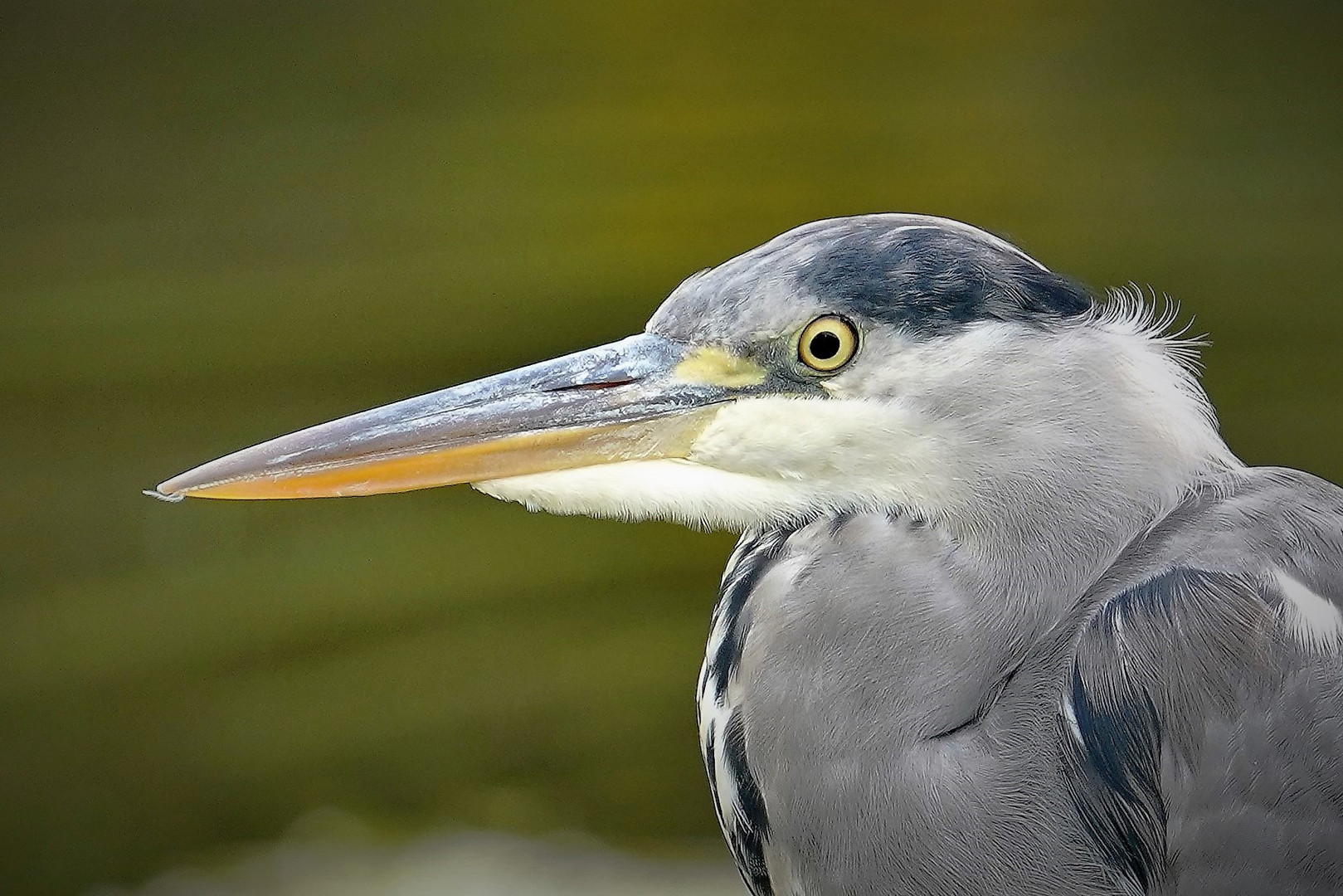 Spitzer Schnabel Foto & Bild | tiere, wildlife, wild lebende vögel ...