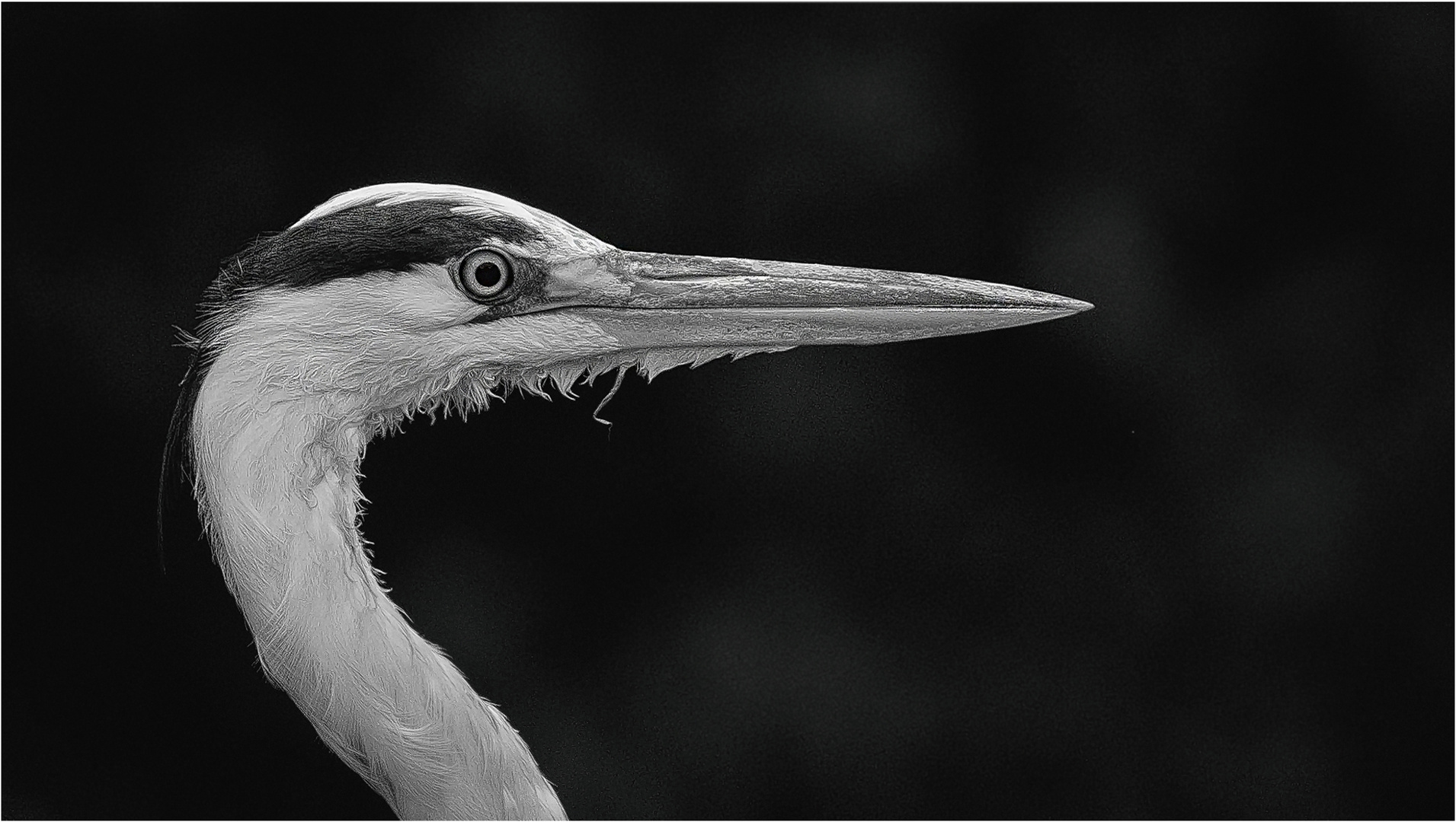 Spitzer Schnabel Foto & Bild | europe, Österreich, tiere Bilder auf ...