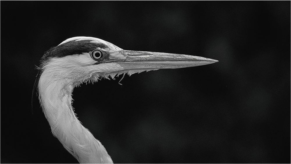 Spitzer Schnabel Foto & Bild | europe, Österreich, tiere Bilder auf ...