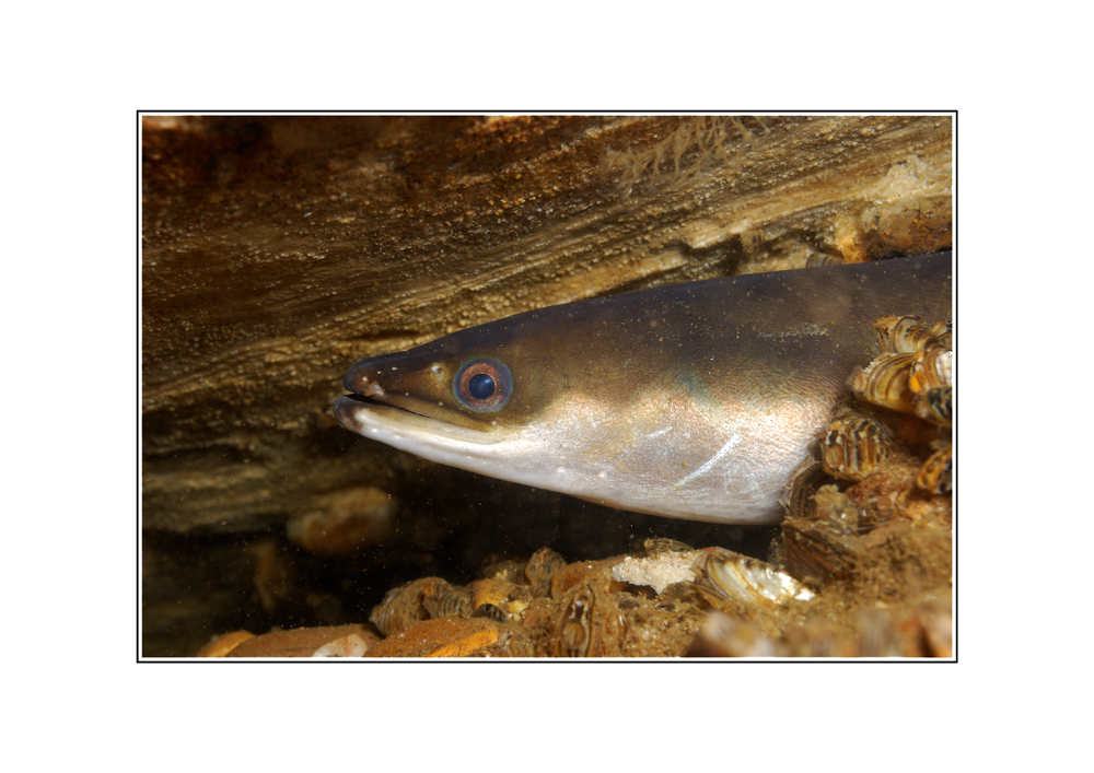 Spitzkopf-Aal Foto & Bild | unterwasser, uw-süsswasser, natur-kreativ ...