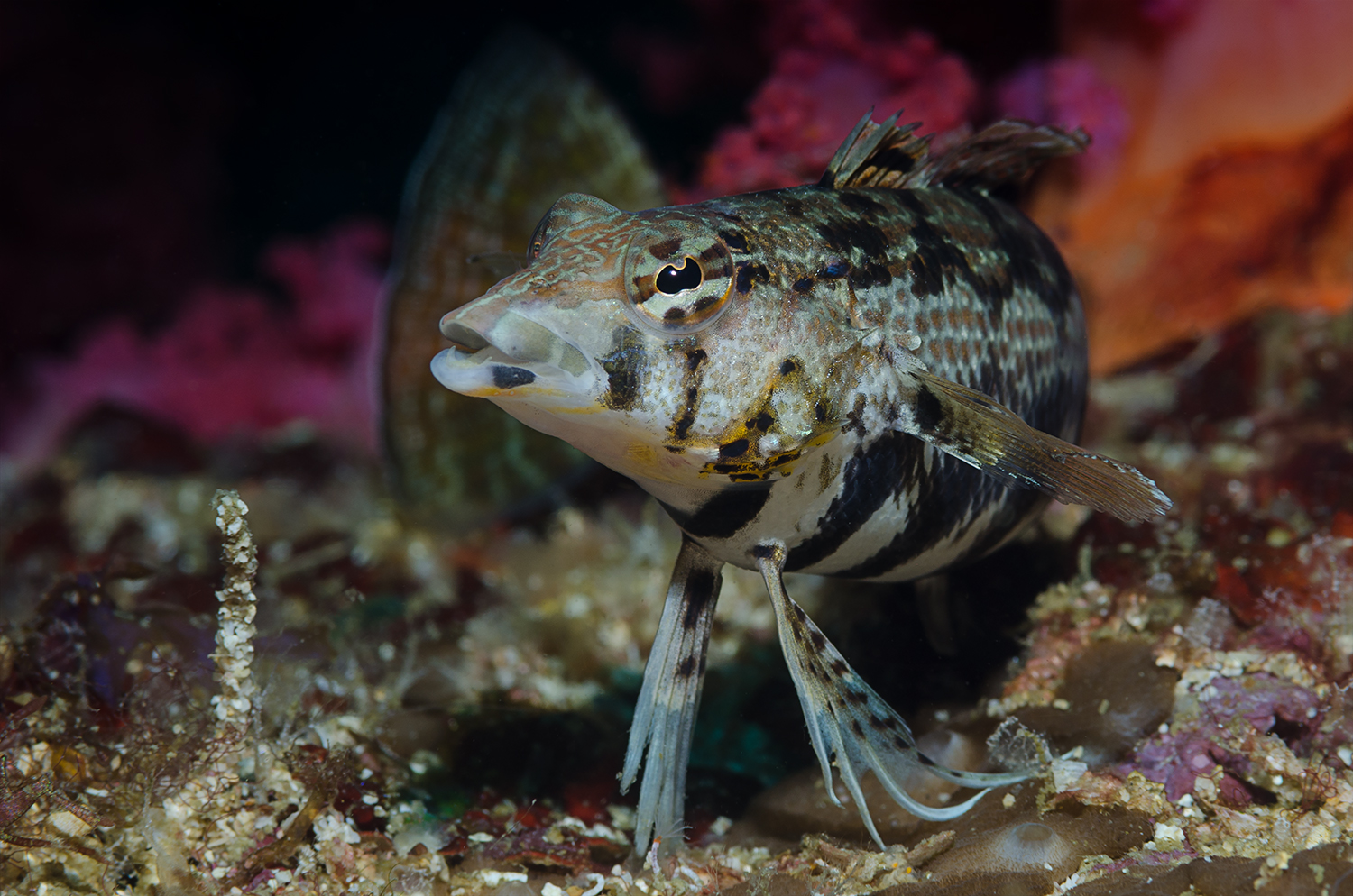 Spitzkopf - Sandbarsch (lat.: Parapercis cylindrica) Foto & Bild | asia ...