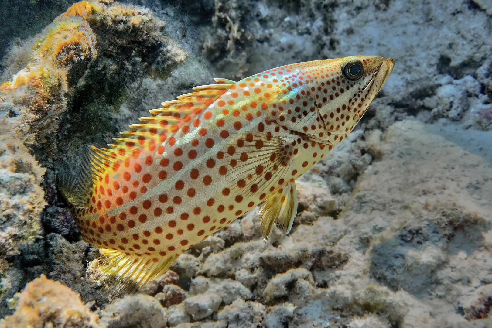 Spitzkopf-Zackenbarsch Foto & Bild | tiere, wildlife, fische Bilder auf ...
