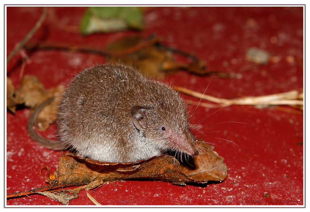 Spitzmaus-2008 Foto & Bild | tiere, wildlife, wildlife: sonstige tiere ...