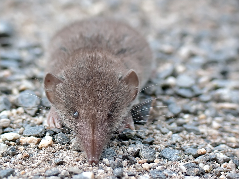 Spitzmaus Foto & Bild | tiere, wildlife, wildlife: sonstige tiere ...