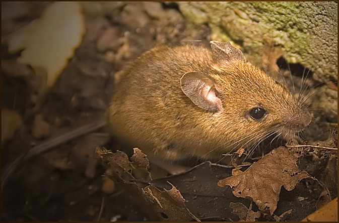 Spitzmaus Foto & Bild | tiere, wildlife, säugetiere Bilder auf ...