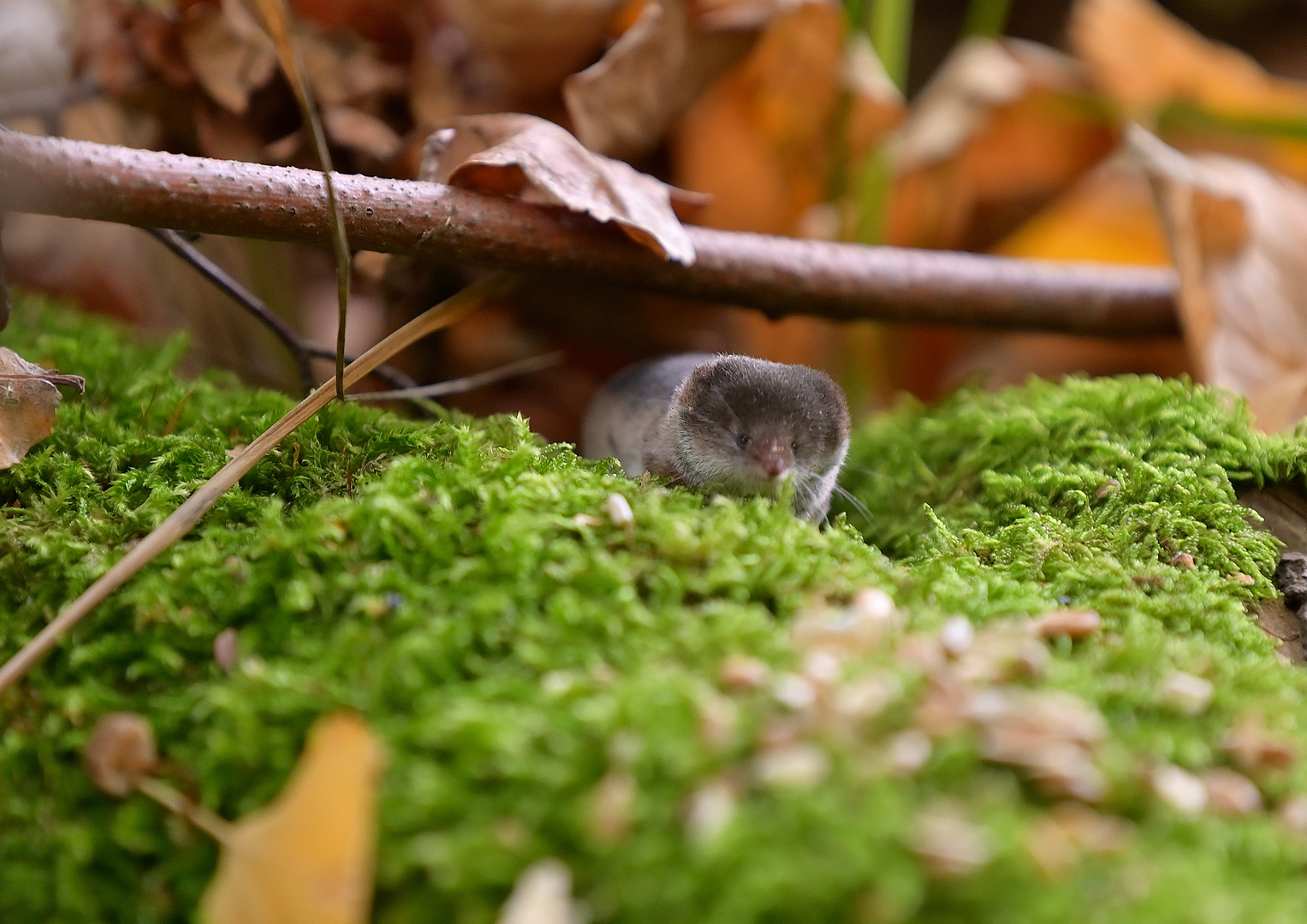 Spitzmaus Foto & Bild | natur, tiere, wildlife Bilder auf fotocommunity