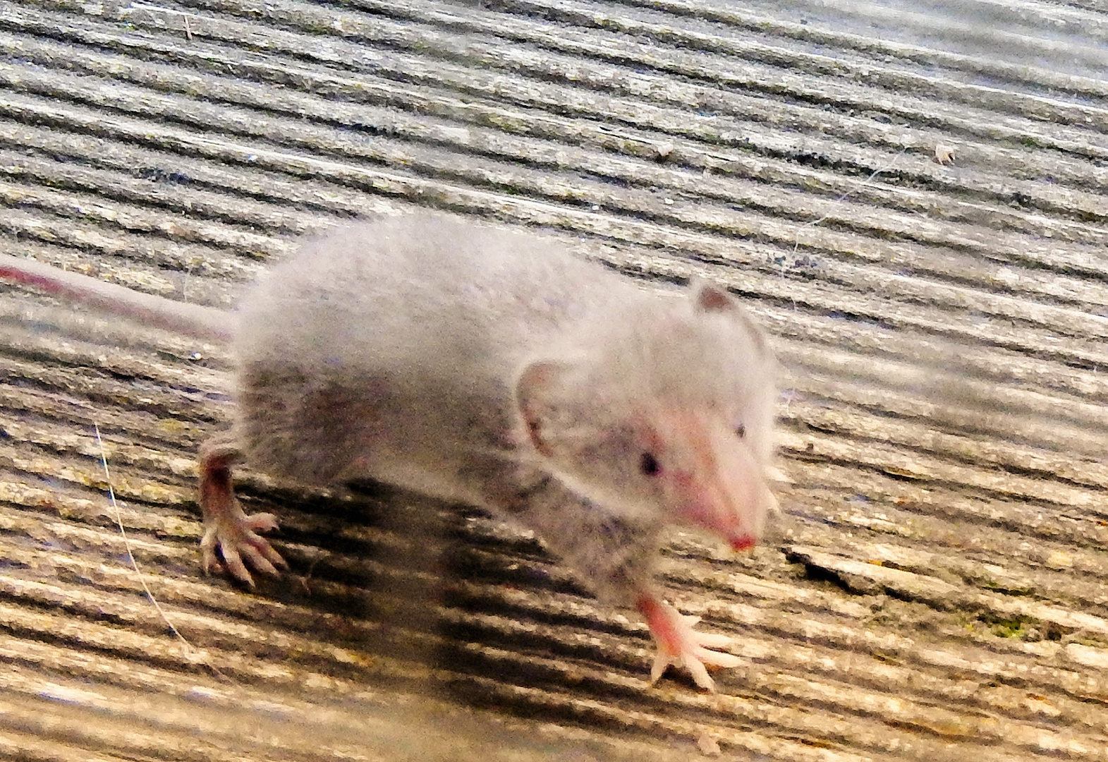 Spitzmaus Foto & Bild | natur, tiere, wildlife Bilder auf fotocommunity