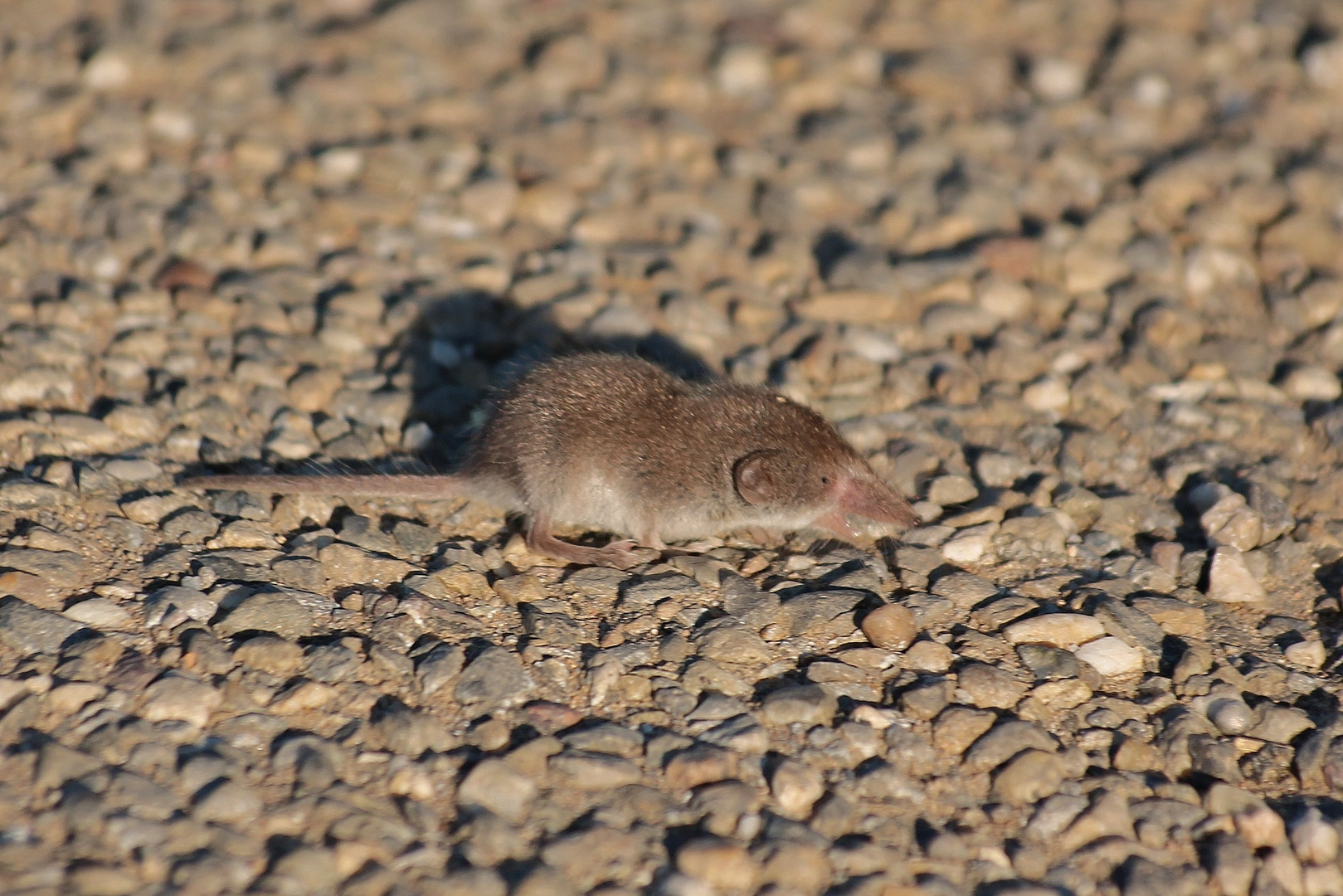 Spitzmaus Foto & Bild | tiere, wildlife, säugetiere Bilder auf ...