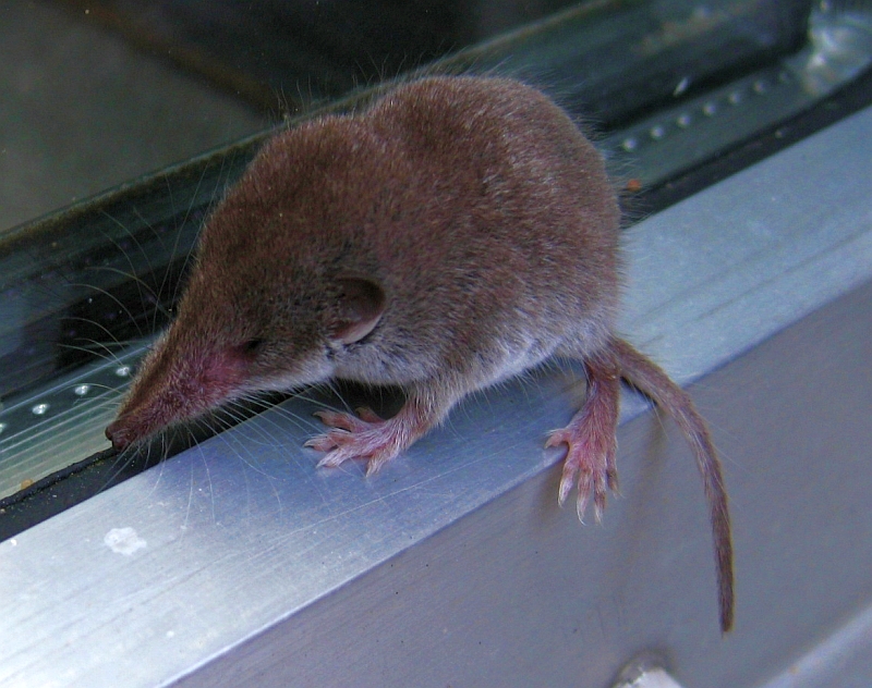 Spitzmaus Foto & Bild | tiere, wildlife, säugetiere Bilder auf ...
