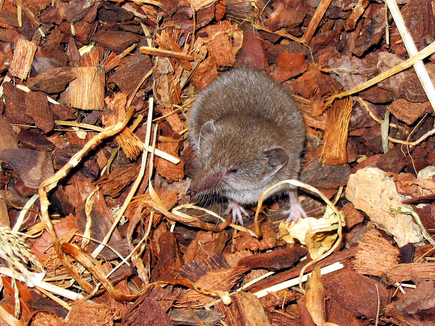 Spitzmaus Foto & Bild | natur, europa, nagetier Bilder auf fotocommunity
