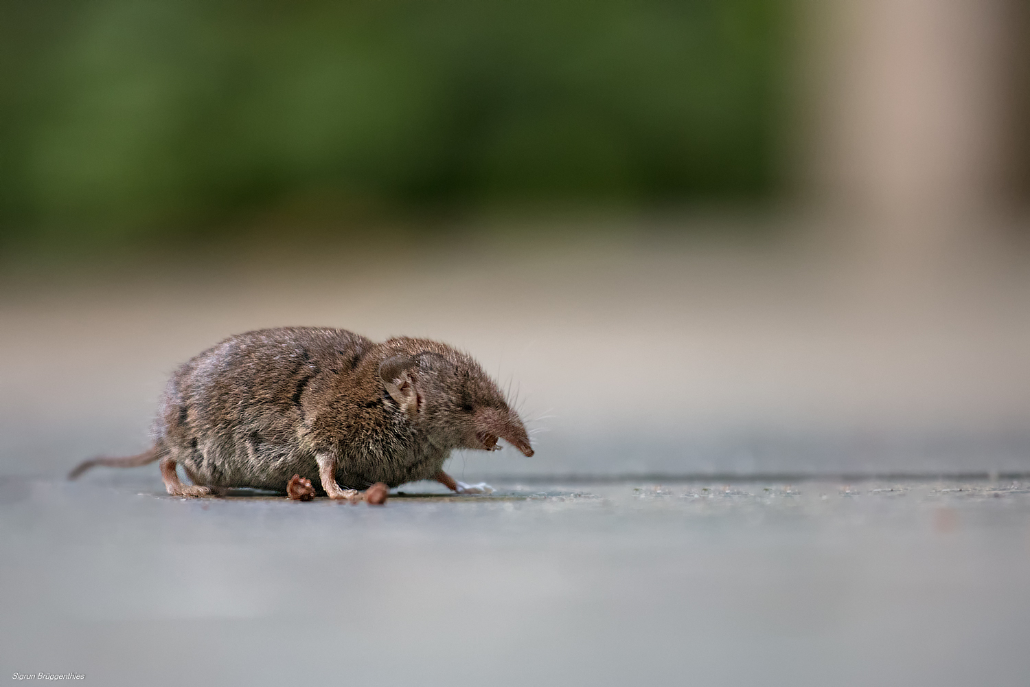 Spitzmaus Foto & Bild | tiere, wildlife, säugetiere Bilder auf ...