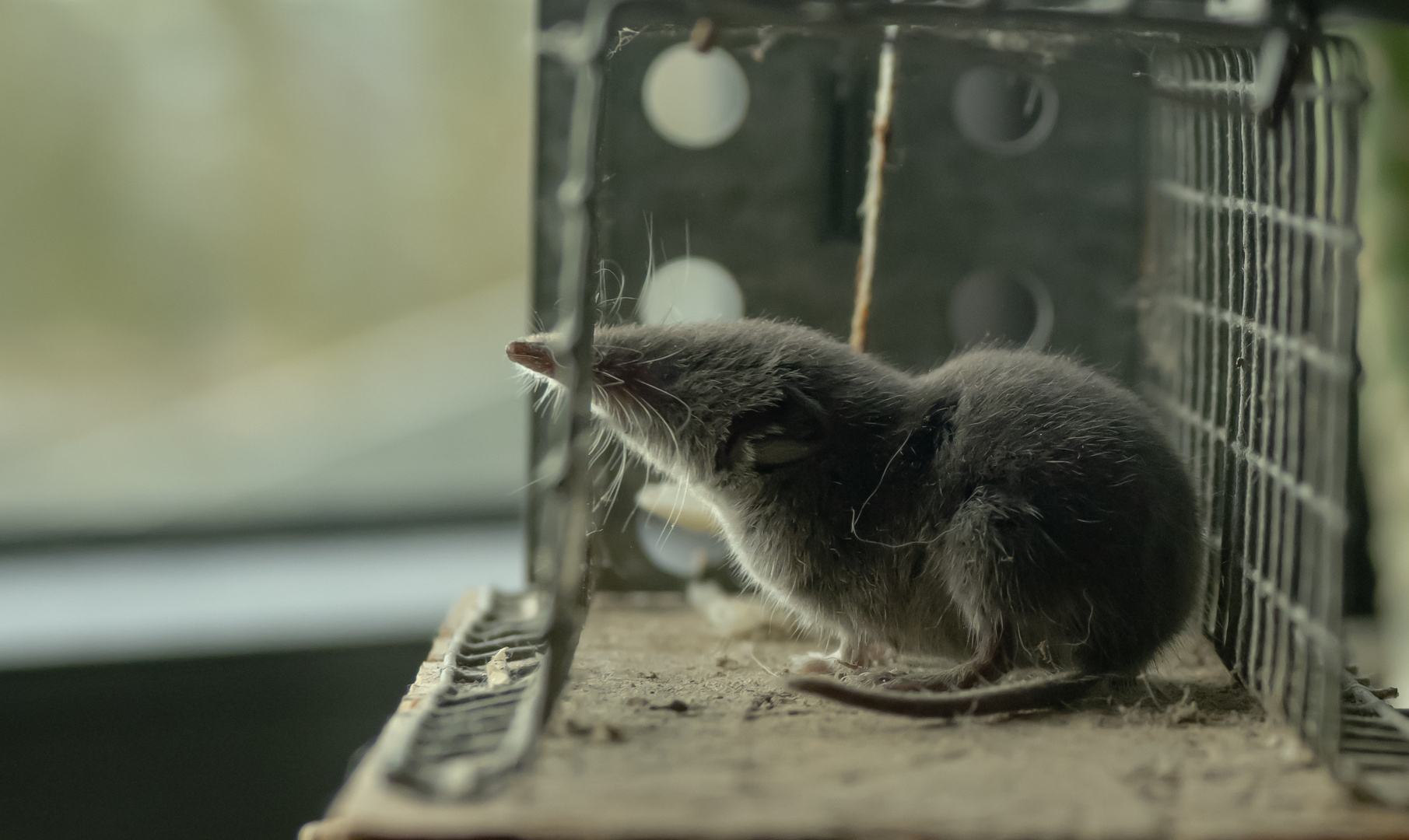 Spitzmaus Foto & Bild | natur, wildlife, säugetiere Bilder auf ...