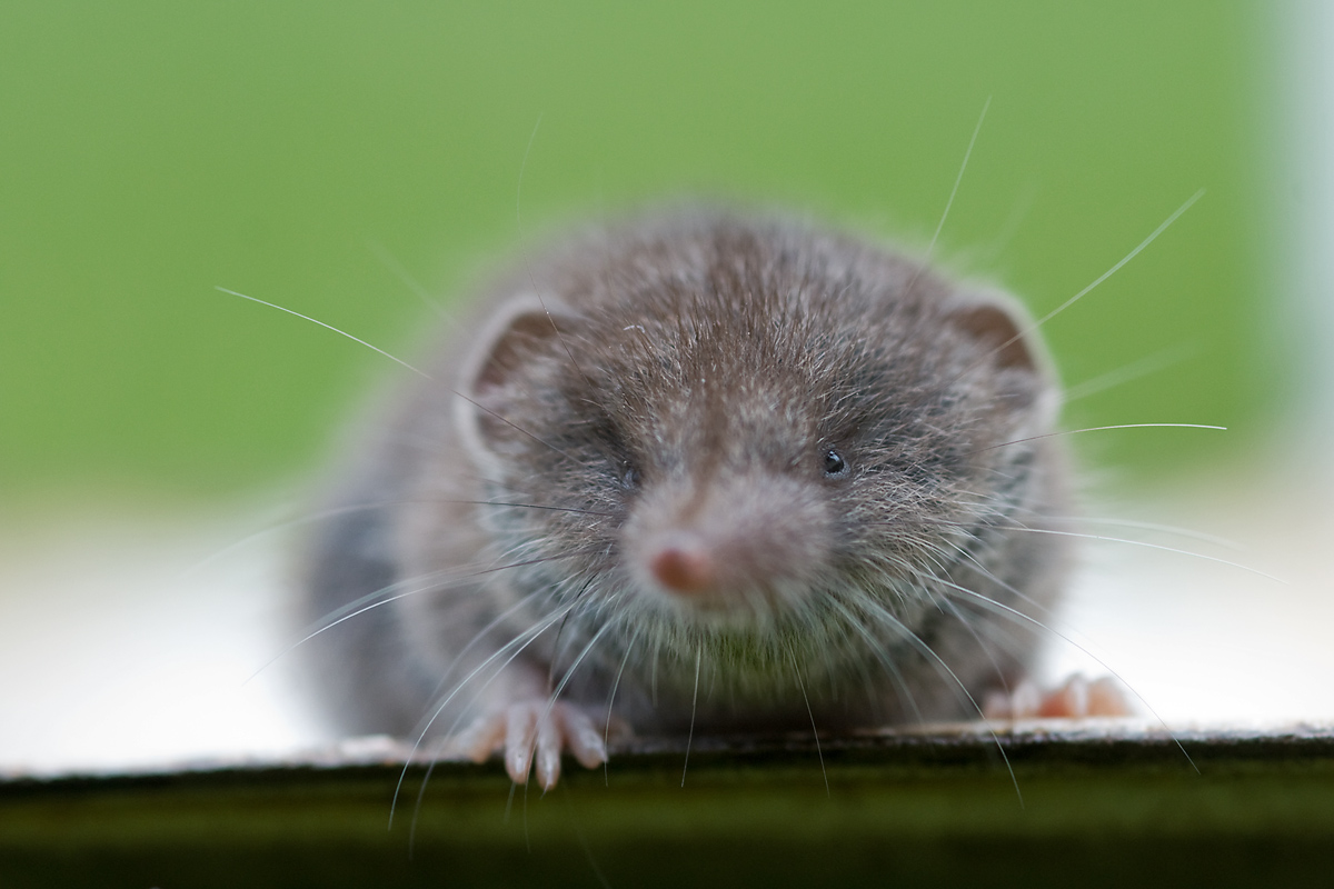 Spitzmaus Foto & Bild | tiere, wildlife, säugetiere Bilder auf ...