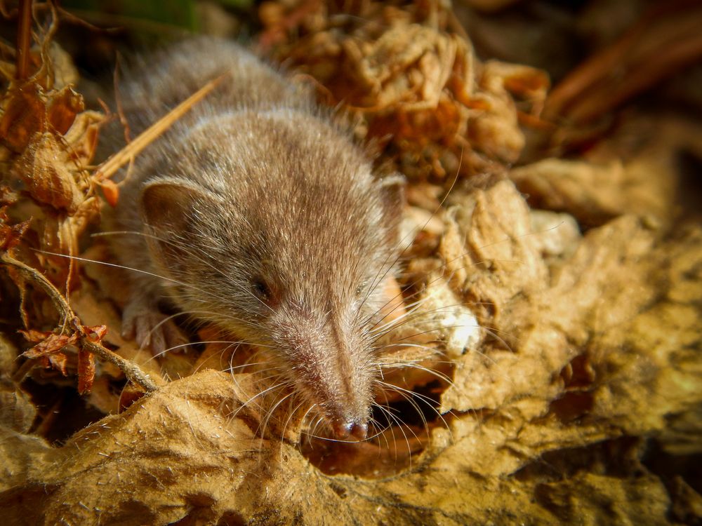 Spitzmaus Foto & Bild | natur, tiere, wildlife Bilder auf fotocommunity