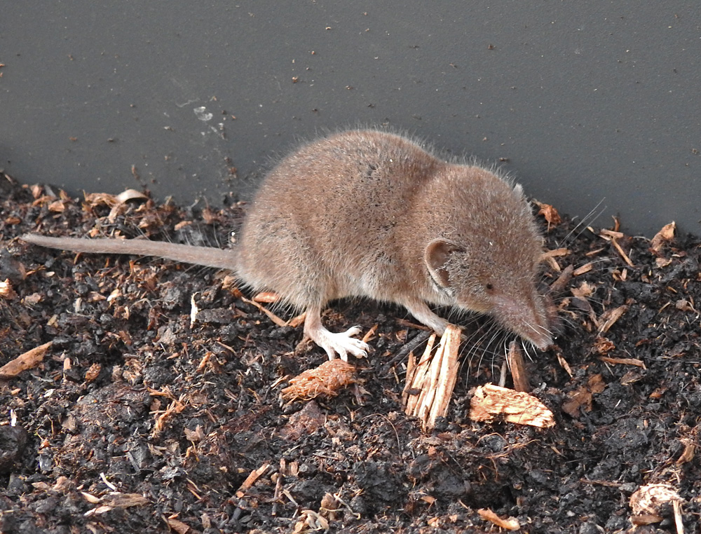 Spitzmaus Foto & Bild | natur, wildlife, maus Bilder auf fotocommunity