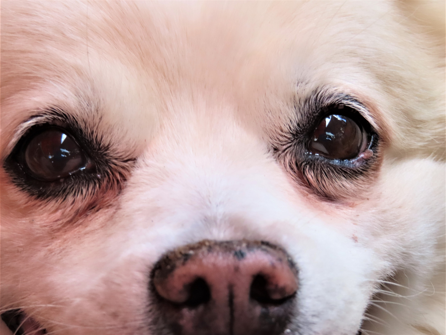 Spitz...pass auf II Foto & Bild | fotos, spezial, hunde Bilder auf ...