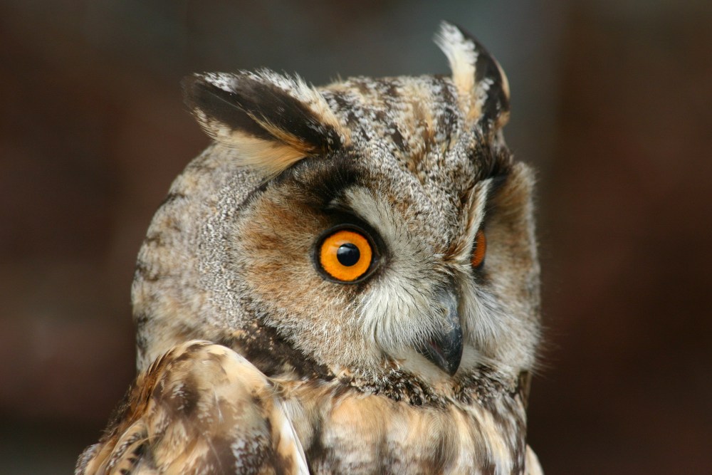 Spitzt die Ohren... Foto & Bild | tiere, wildlife, wild lebende vögel ...