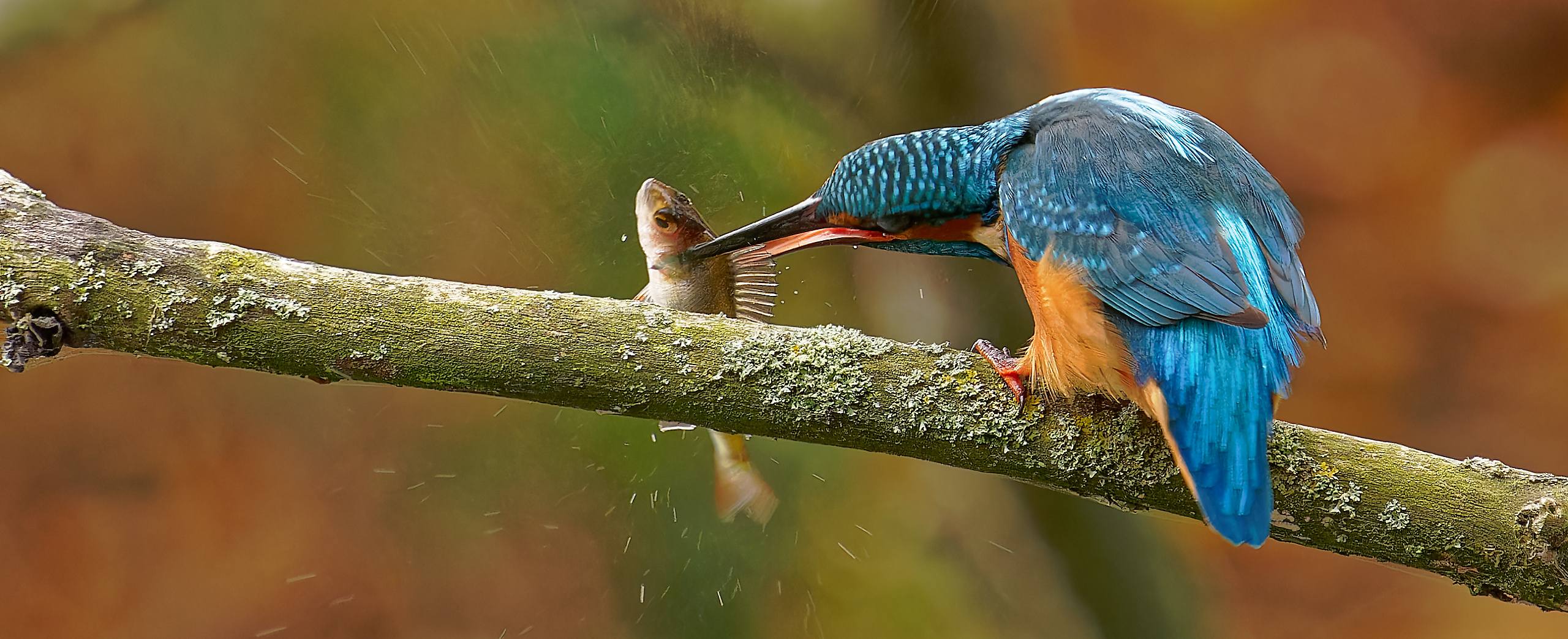 SPLASH ! Eisvogel auf der Jagd Foto & Bild | nature, natur, vogel Bilder auf fotocommunity