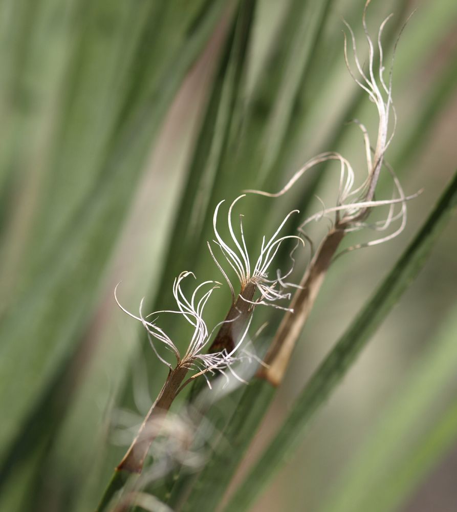 Spliss Foto & Bild | pflanzen, pilze & flechten, gräser, natur Bilder ...