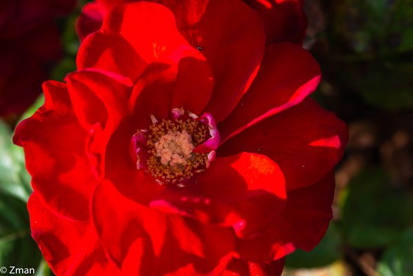 Nature Pictures & Photos