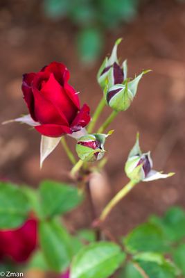 Nature Pictures & Photos