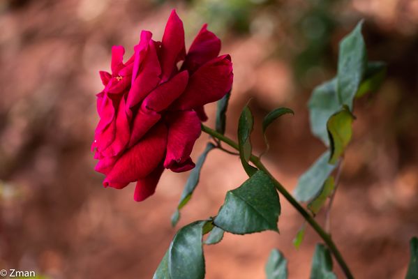 Nature Pictures & Photos