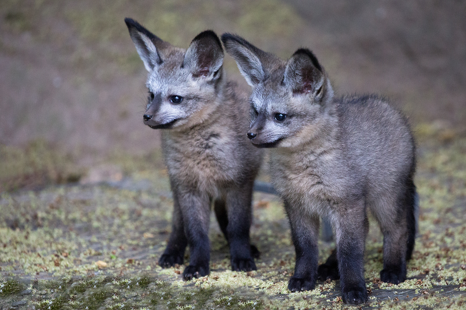 spoon dog puppies Foto & Bild | natur, zoo, tiere Bilder auf fotocommunity