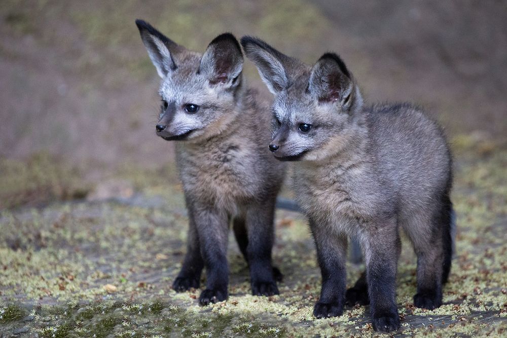 spoon dog puppies Foto & Bild | natur, zoo, tiere Bilder auf fotocommunity
