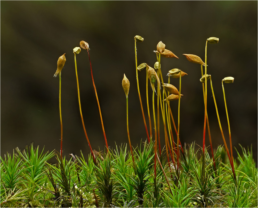 Sporenkapseln des Frauenhaarmooses Foto & Bild | pflanzen, pilze ...