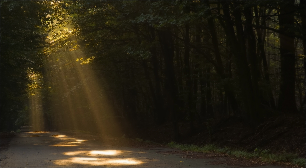 [ Spotlight ] Foto & Bild | landschaft, wald, natur Bilder auf ...