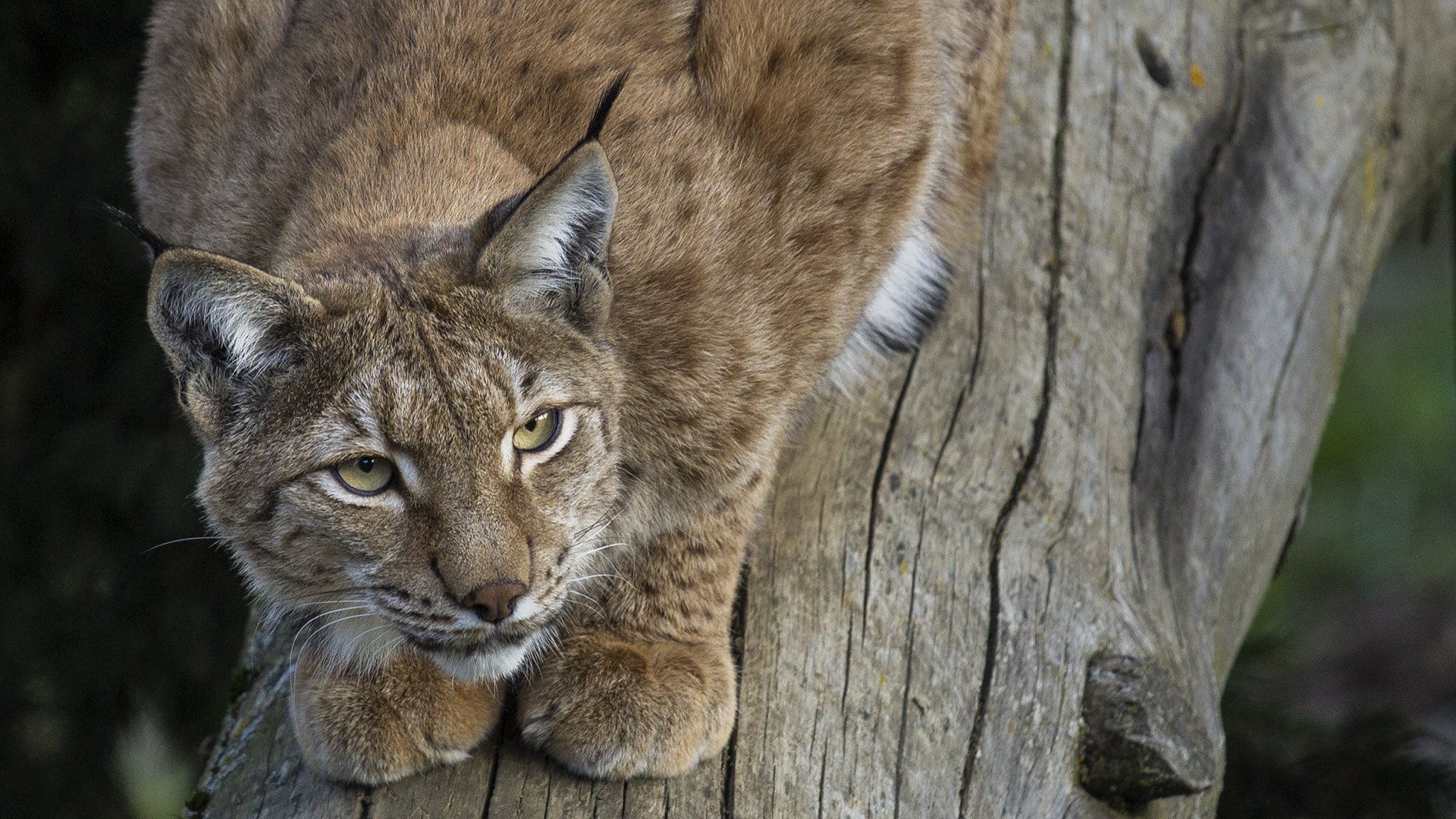 Spotting LYNX-EYES notice everything Foto & Bild | tiere, zoo, wildpark ...