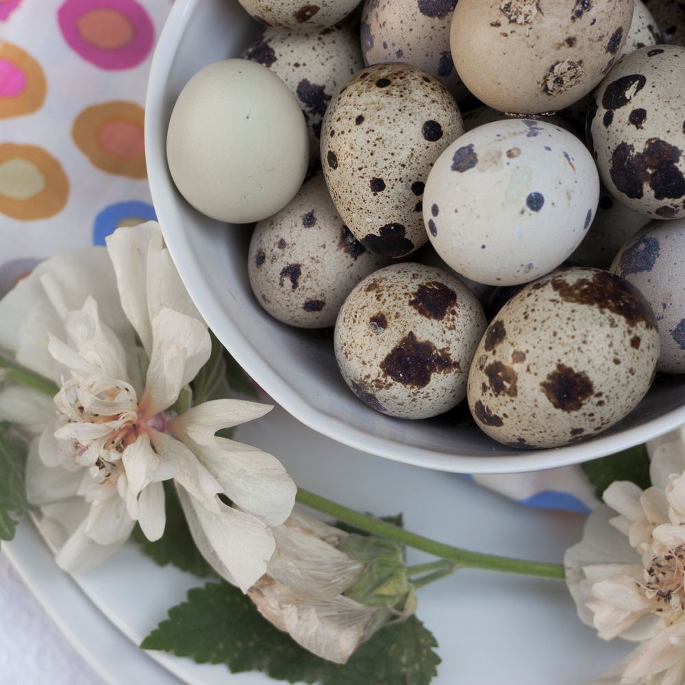 spotty shell Foto & Bild | stillleben, food-fotografie, gerichte Bilder ...