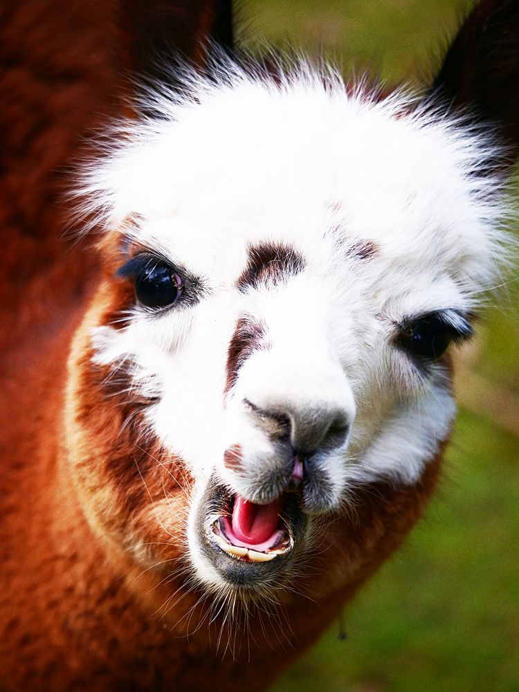 Sprechender Alpaka Foto & Bild | tiere, zoo, wildpark & falknerei ...