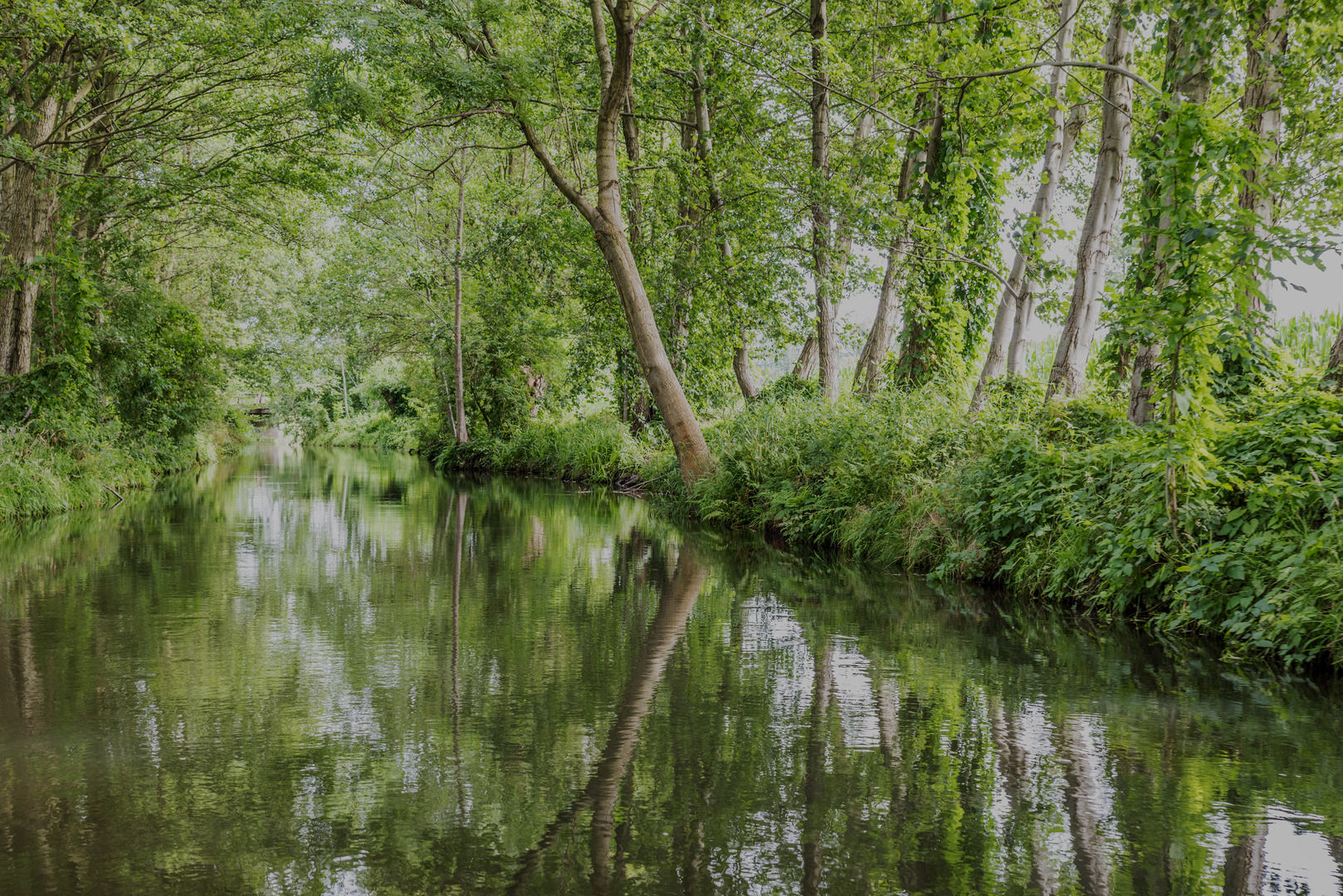 Spreewald Foto & Bild | brandenburg, spreewald, europa Bilder auf ...
