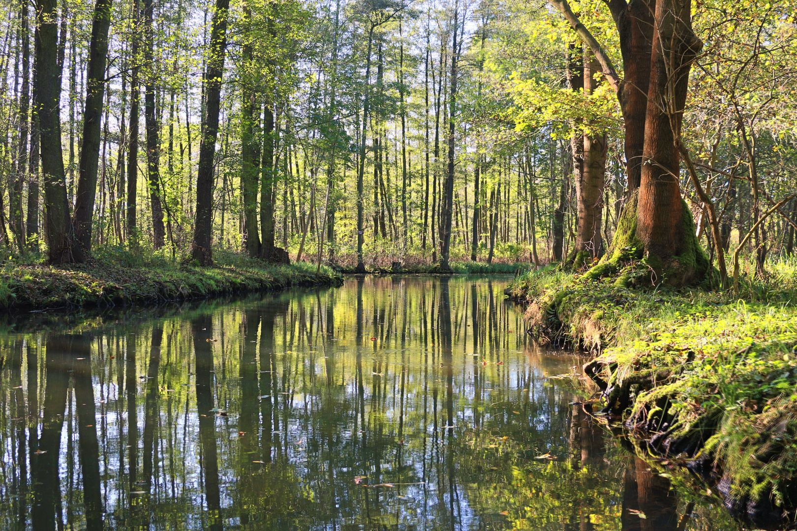 Spreewald pur Foto & Bild | wald, natur, herbst Bilder auf fotocommunity