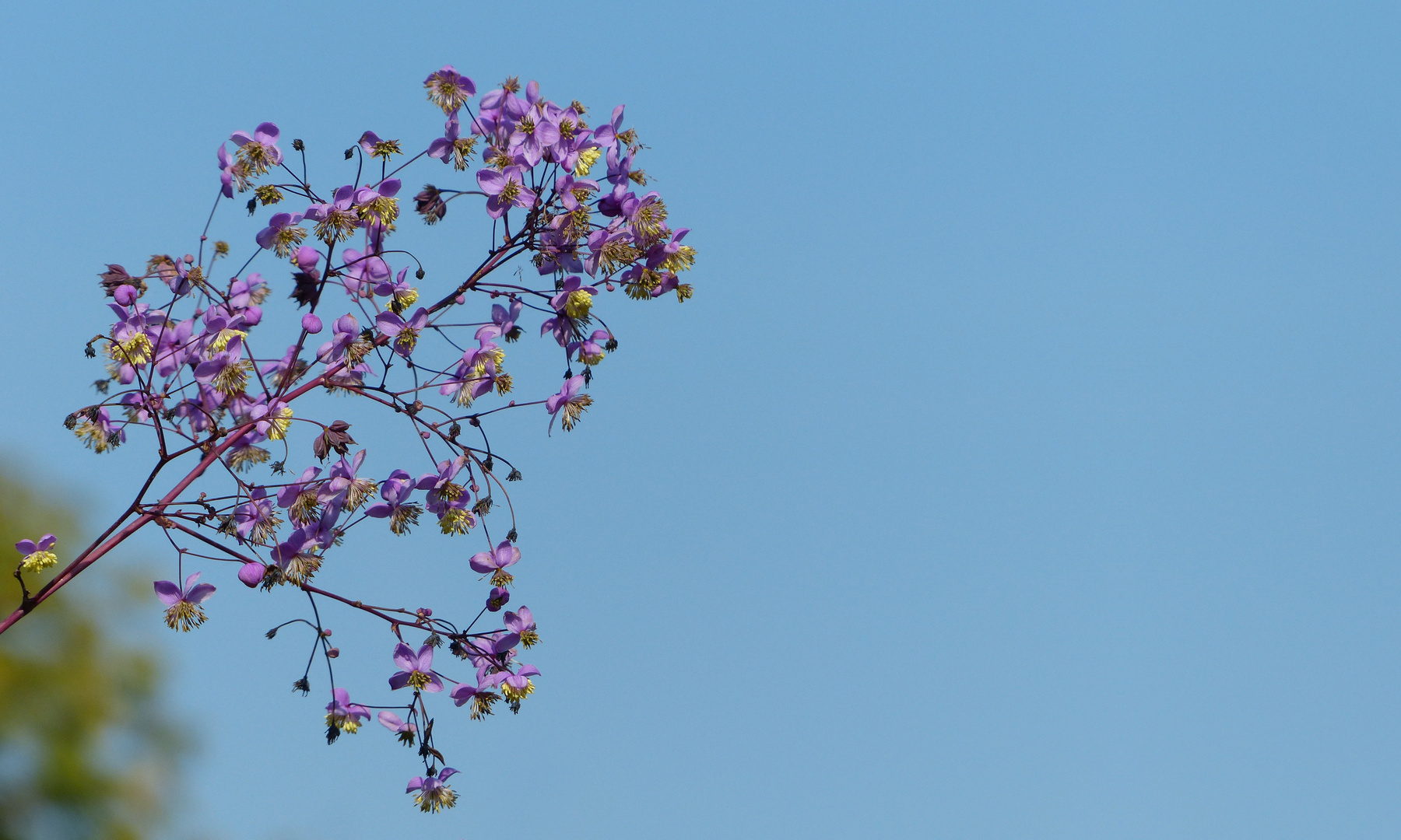 Sprig of lilac flowers photo & image | flower, flowers, nature images ...