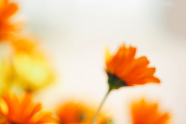 Macro Fleurs Images & Photos