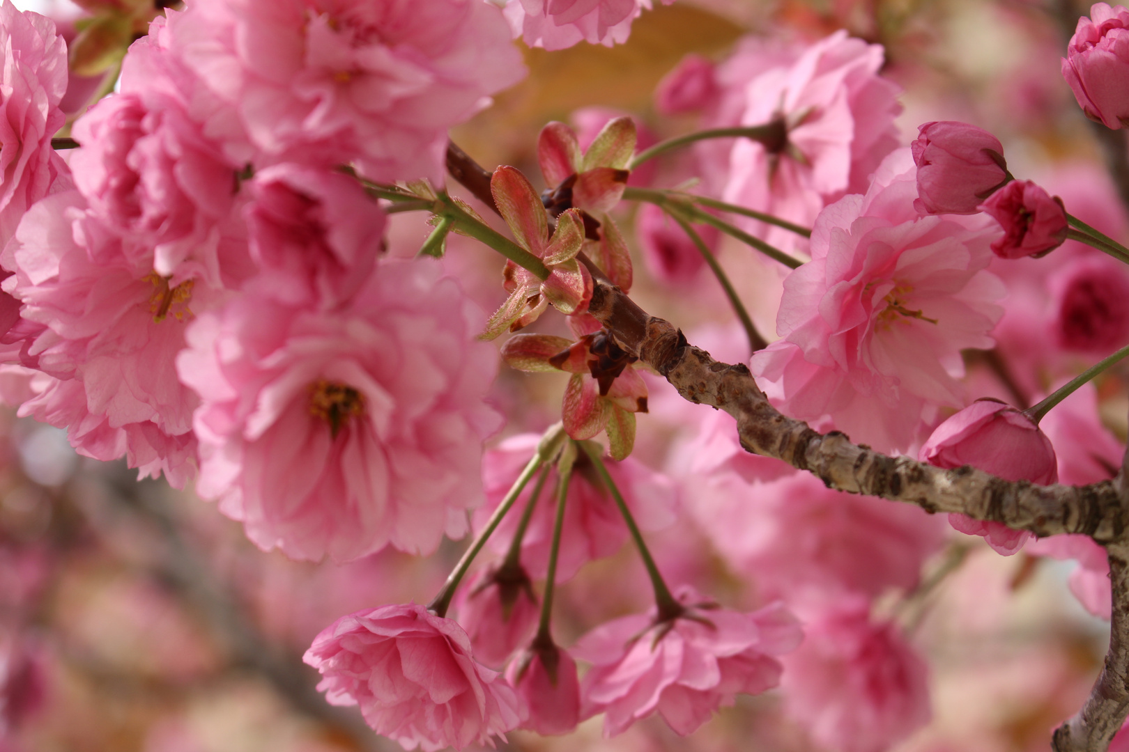 spring Foto & Bild | jahreszeiten, frühling, natur Bilder auf fotocommunity