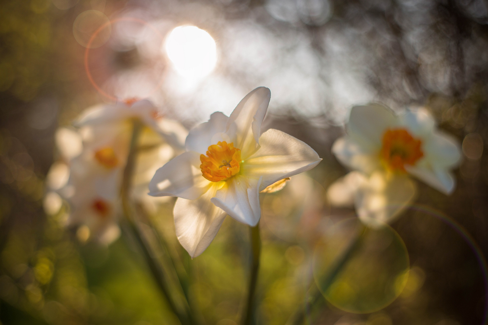 Spring Foto & Bild | natur-kreativ, outdoor, natur Bilder auf fotocommunity