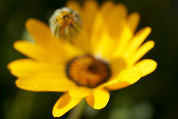 Macro Fleurs Images & Photos