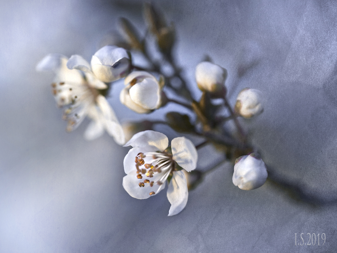 Spring Foto & Bild | jahreszeiten, frühling, natur Bilder auf fotocommunity