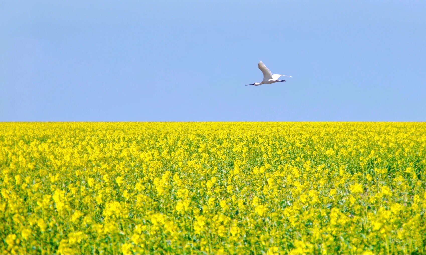 Spring Feeling Foto & Bild | tiere, wildlife, wild lebende vögel Bilder ...