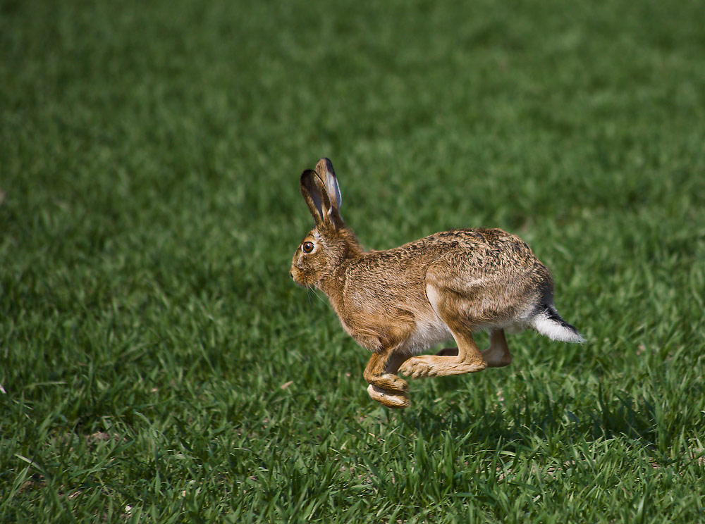 Spring has Sprung! Foto & Bild | tiere, wildlife, natur Bilder auf ...