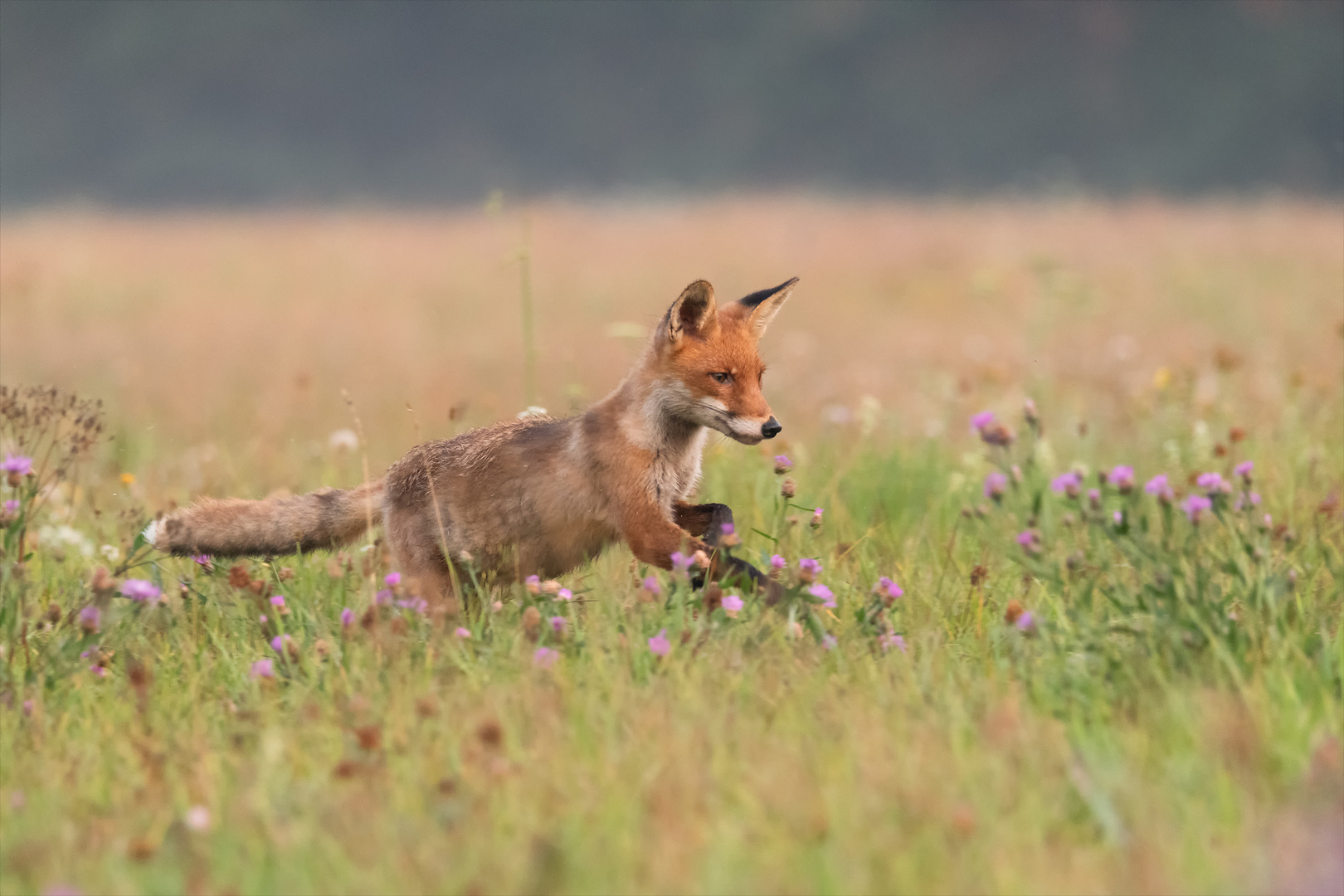 Spring ins Feld Foto & Bild | tiere, natur, fuchs Bilder auf fotocommunity