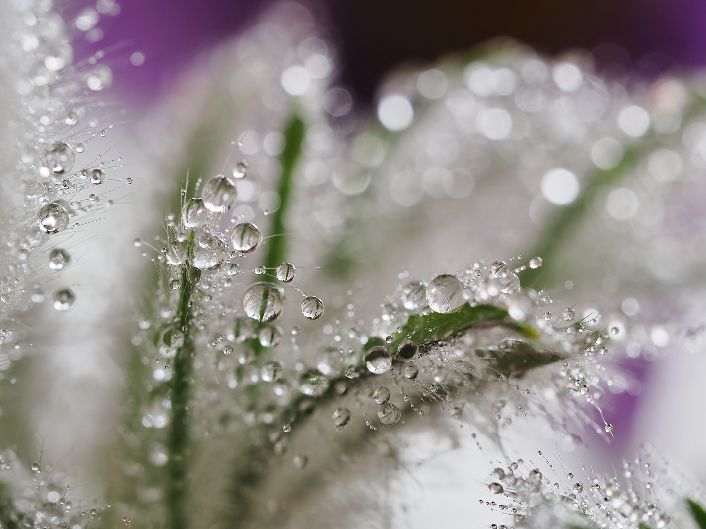 spring pearls Foto & Bild | natur-makros, natur-kreativ ...