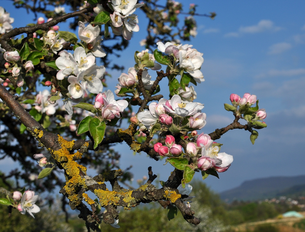Spring-Power Foto & Bild | pflanzen, pilze & flechten, bäume, blatt ...