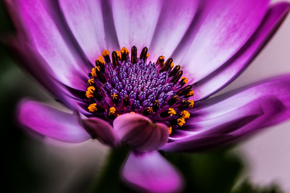 Spring time Foto & Bild | pflanzen, pilze & flechten, blüten ...