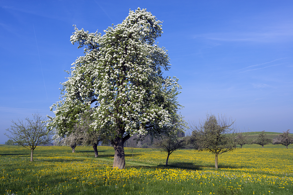 Spring-Time Foto & Bild | jahreszeiten, frühling, bäumiges Bilder auf ...
