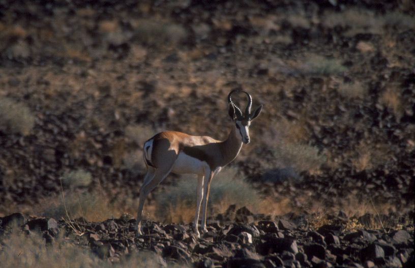 Springbock Foto & Bild | africa, southern africa, namibia Bilder auf ...