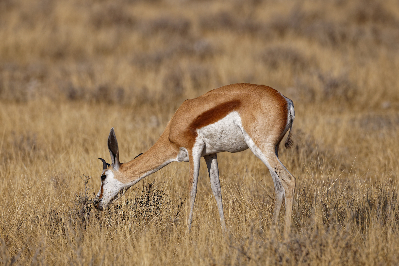 Springbock Foto & Bild | africa, southern africa, namibia Bilder auf ...